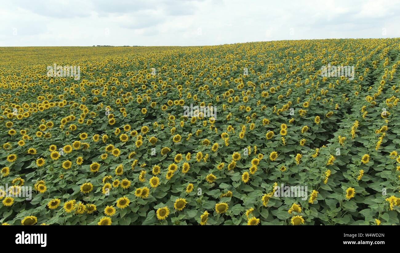 Sunflowers in the Field. Beautiful fields with sunflowers in the summer ...