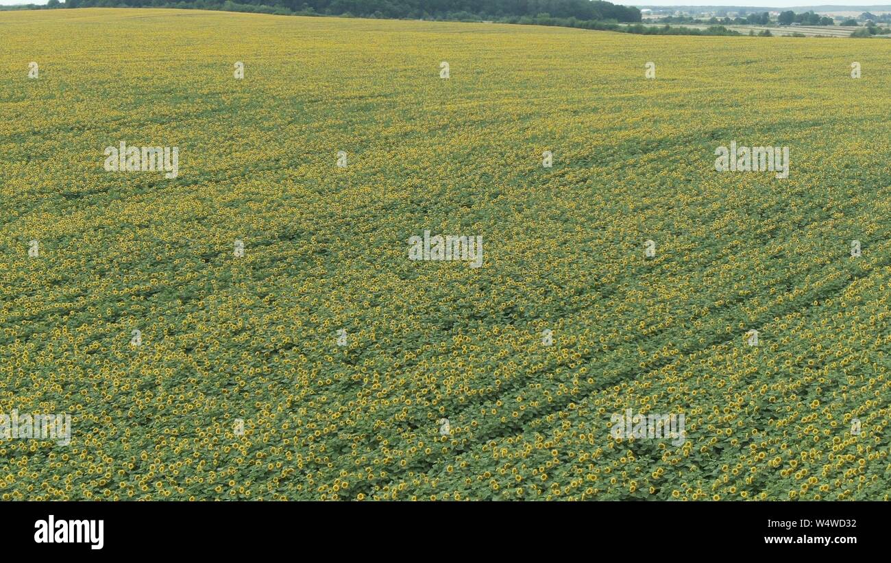 AERIAL VIEW: Flight over a beautiful sunflower field Stock Photo - Alamy