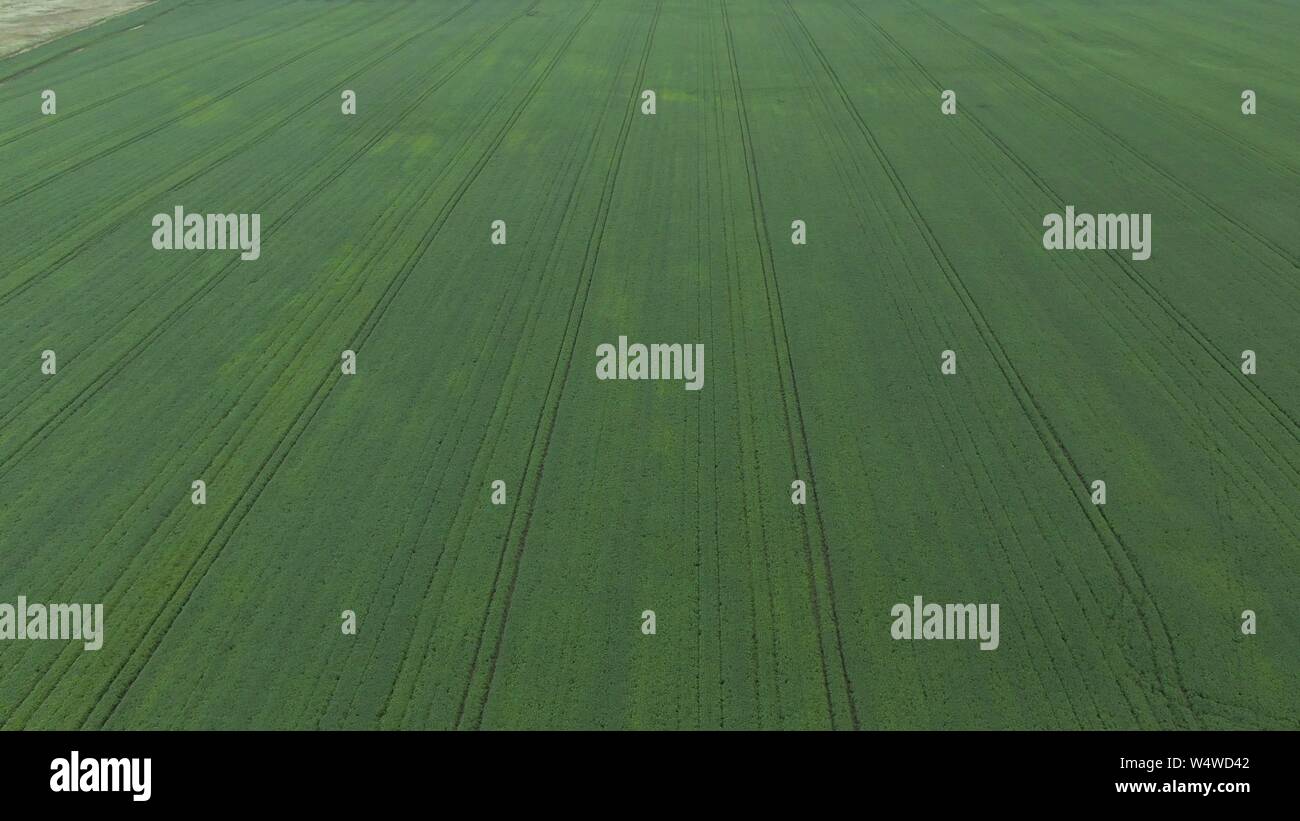 Aerial view. Flight above the young corn field Stock Photo - Alamy
