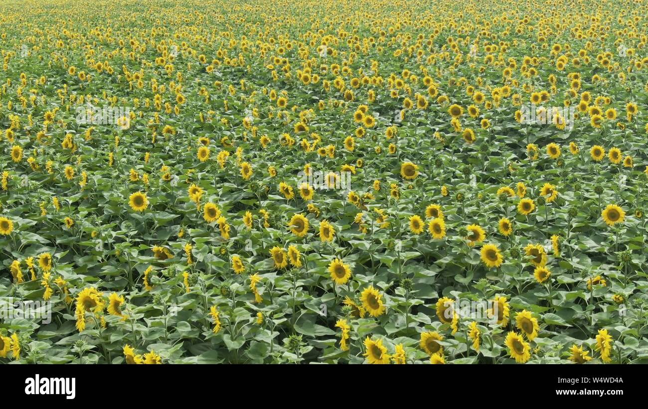 Flying over a Sunflower field, drone moving across a yellow field of ...