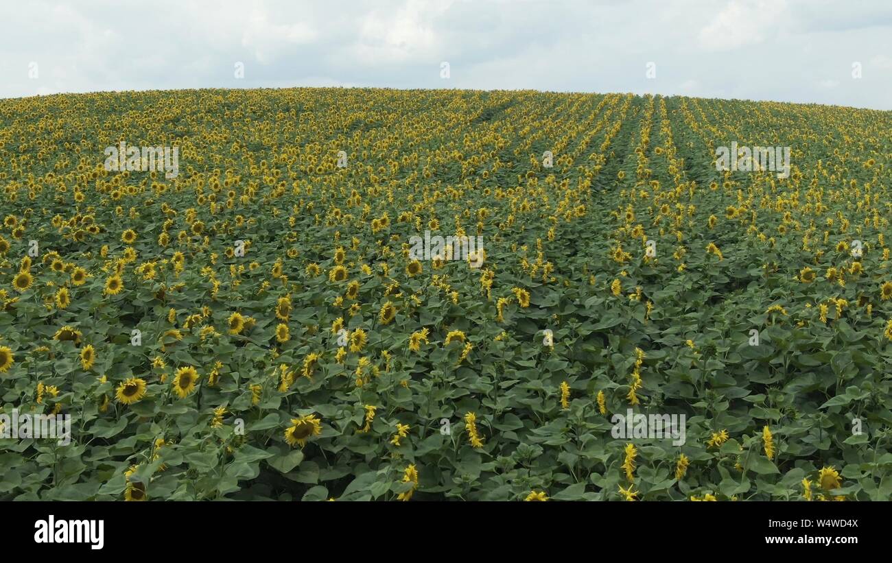AERIAL VIEW: Flight over a beautiful sunflower field Stock Photo - Alamy