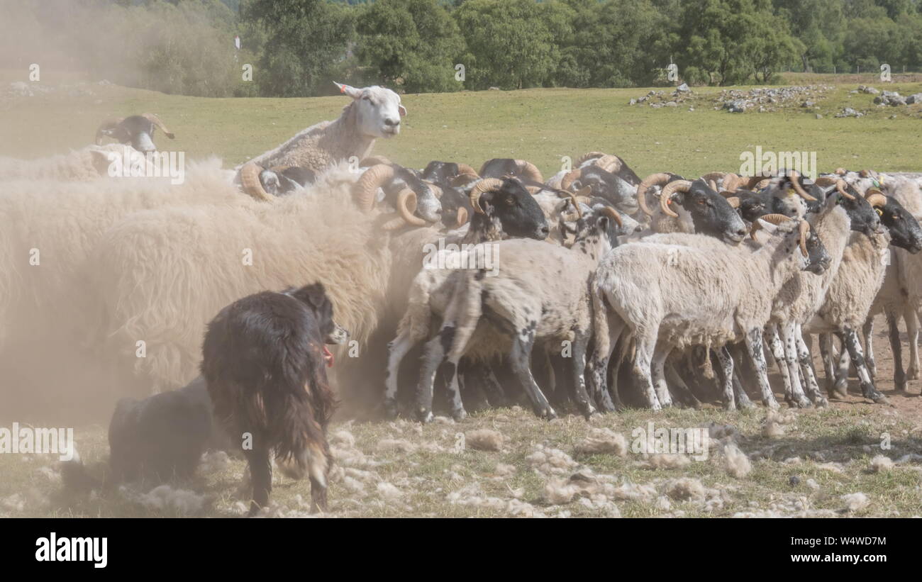 Schottland schafe hi-res stock photography and images - Alamy