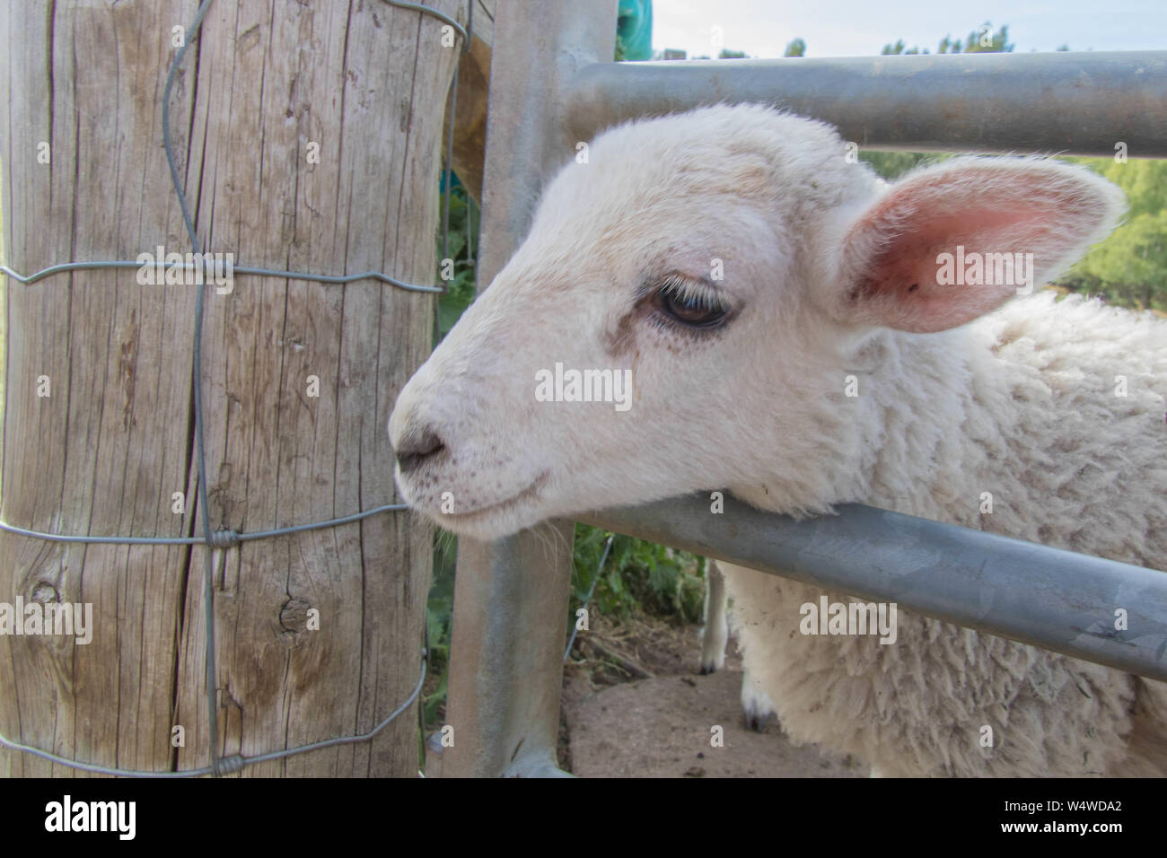 Schottland schafe hi-res stock photography and images - Alamy