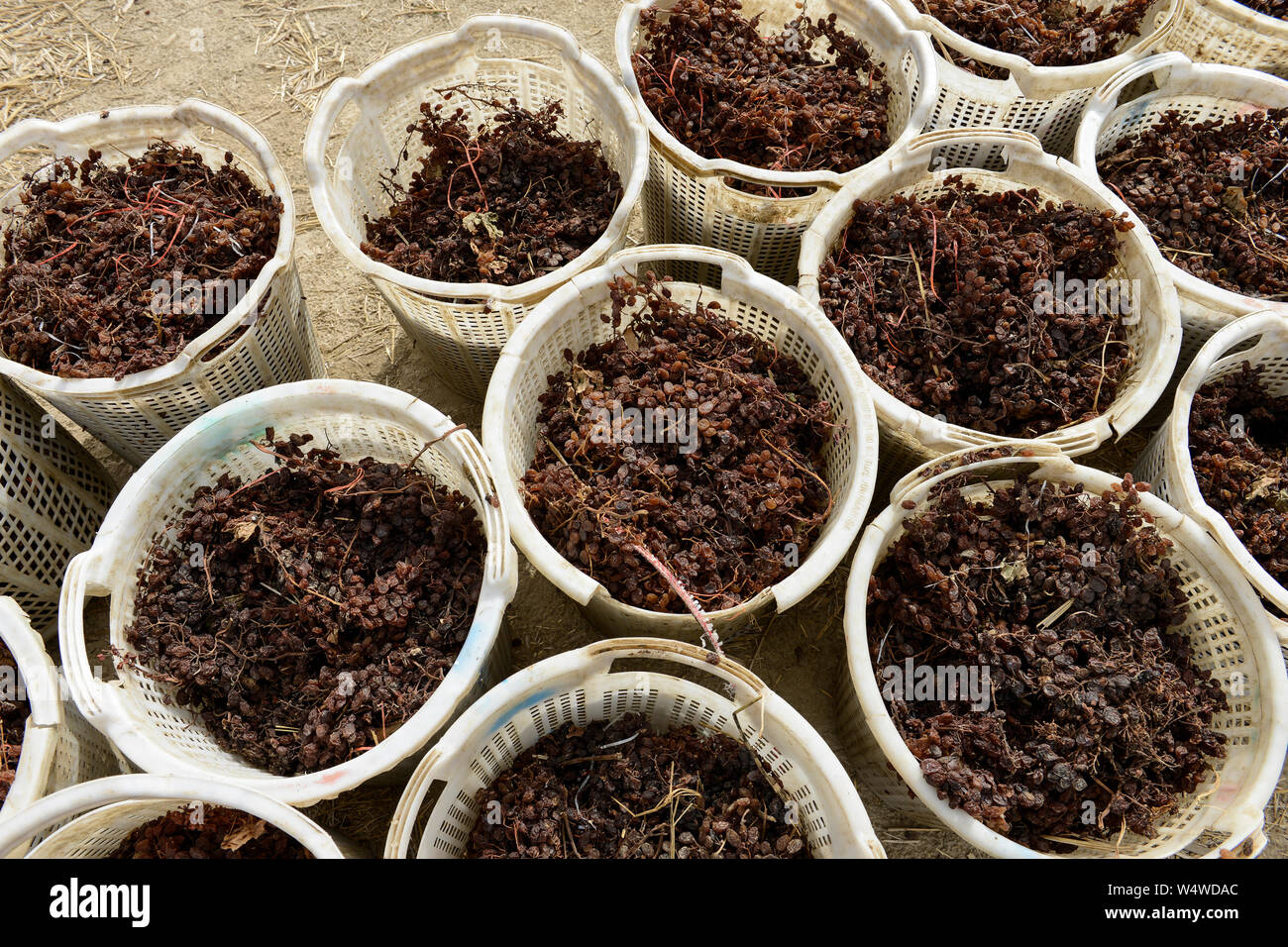 TURKEY Manisa, cultivation of grapes for production of raisin and ...