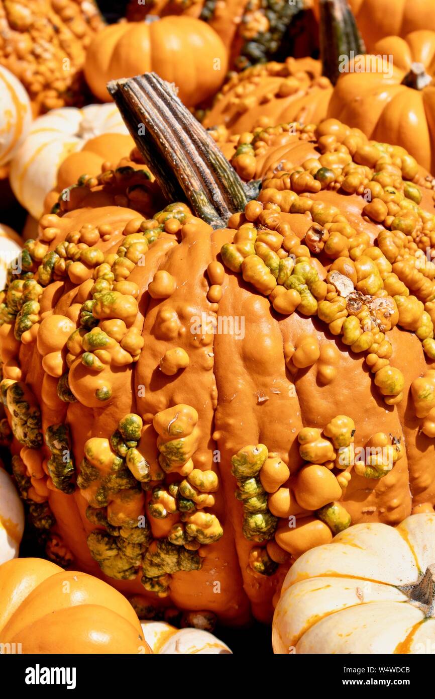 Pumpkins with warts Stock Photo - Alamy