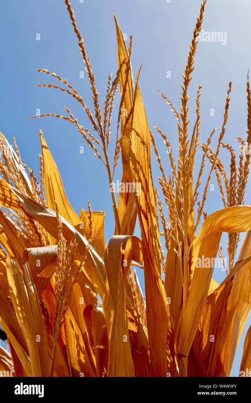 Sky corn hi-res stock photography and images - Alamy