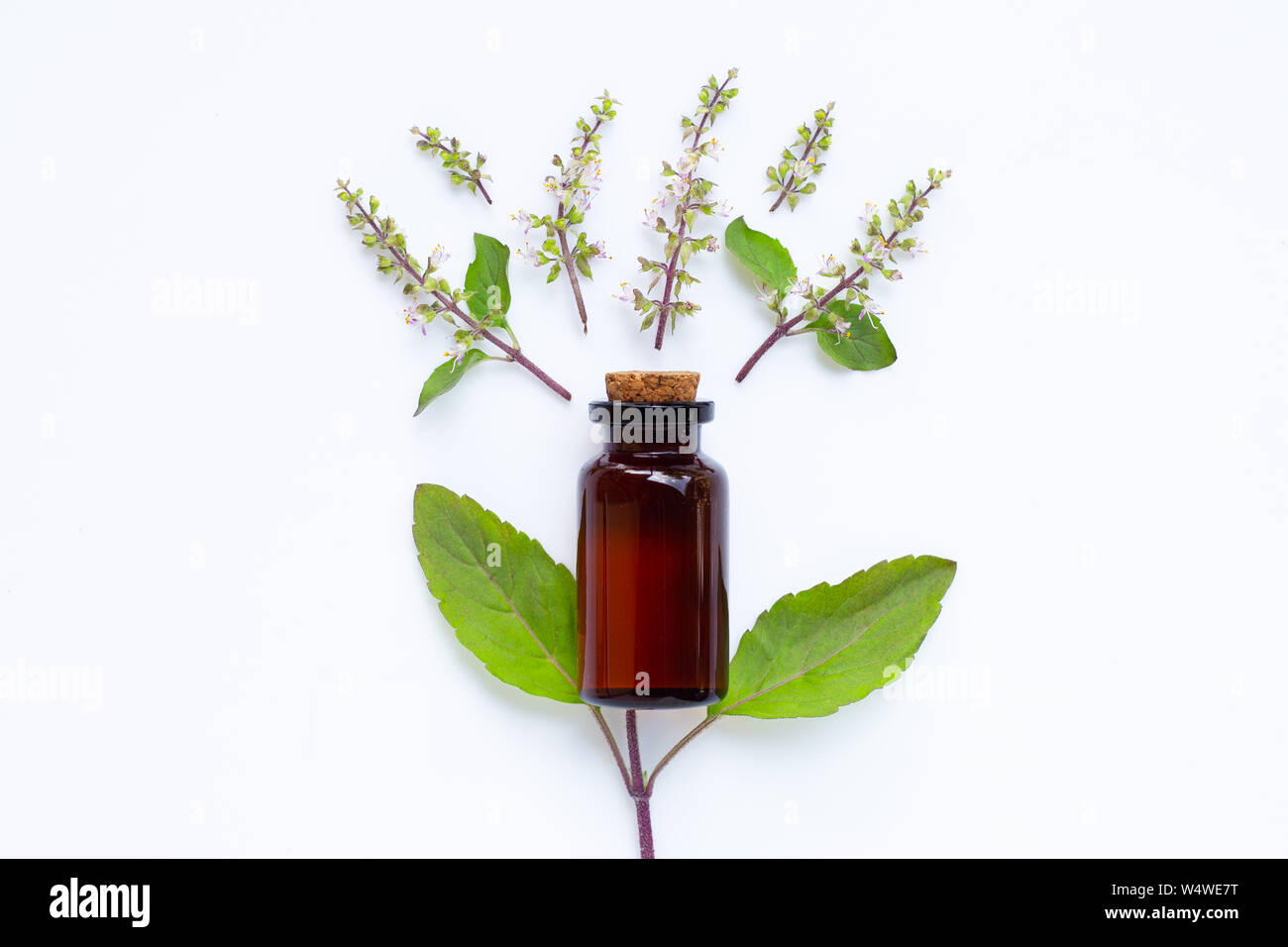 Holy basil essential oil with holy basil leaves and flower on white ...
