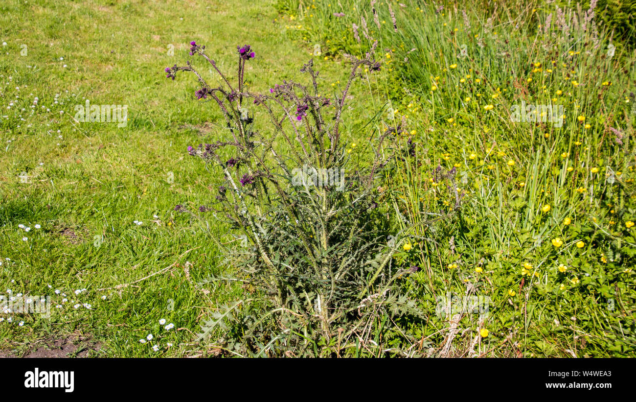 Distel schottland hi-res stock photography and images - Alamy