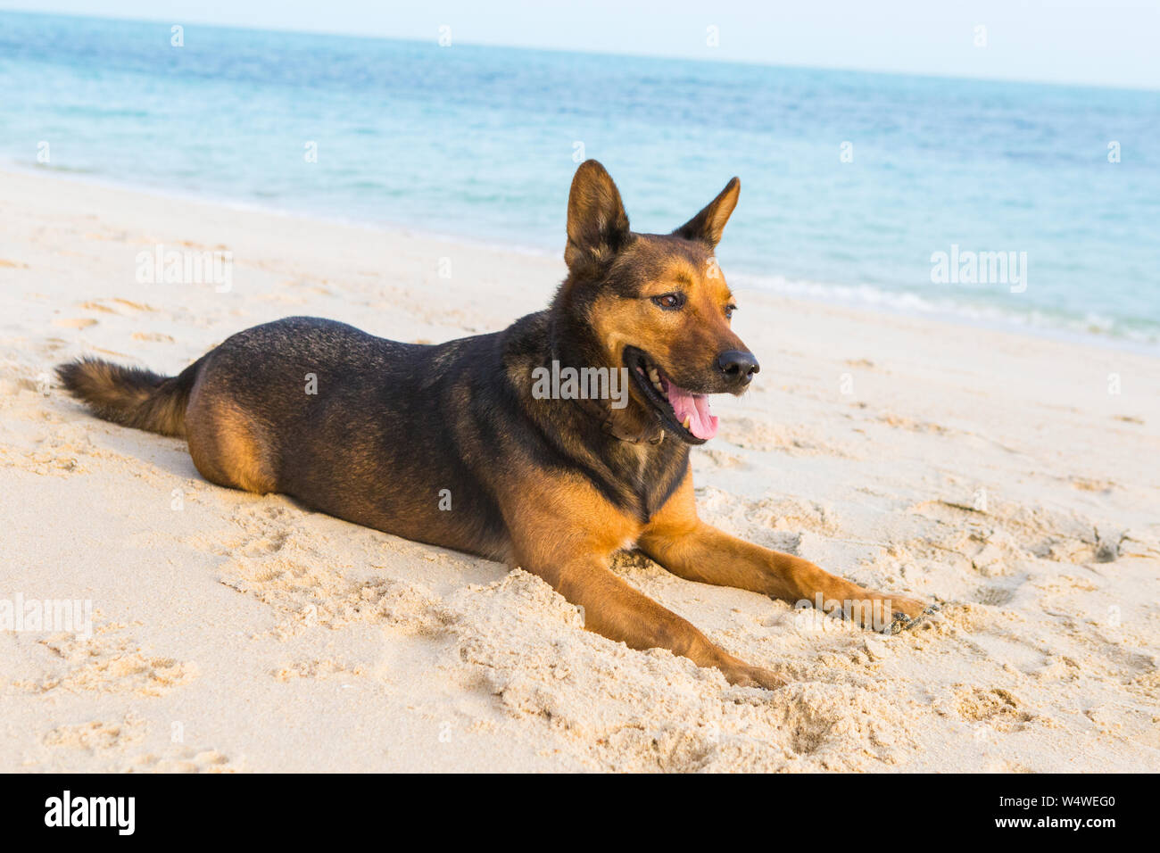 Happy dog relaxing on the beach. Summer holidays and sea concept Stock ...