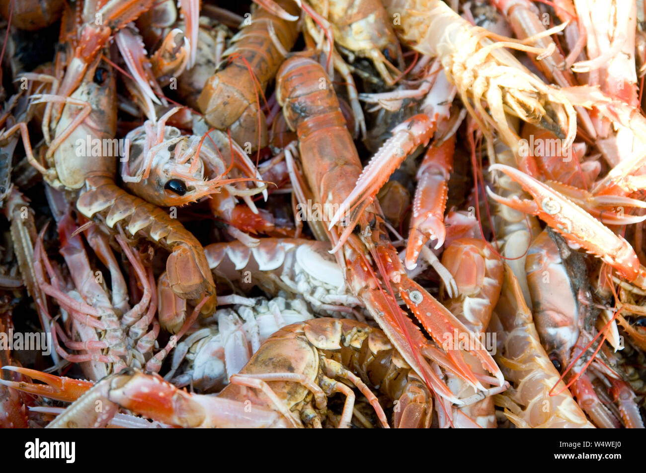 Fish and prawns in boxes at North Shields Fish Quay Stock Photo - Alamy