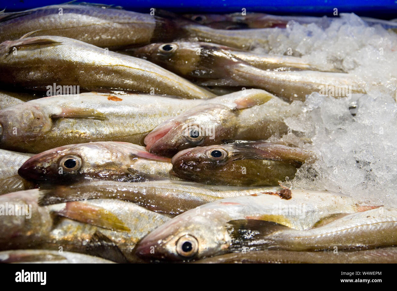 Fish and prawns in boxes at North Shields Fish Quay Stock Photo - Alamy