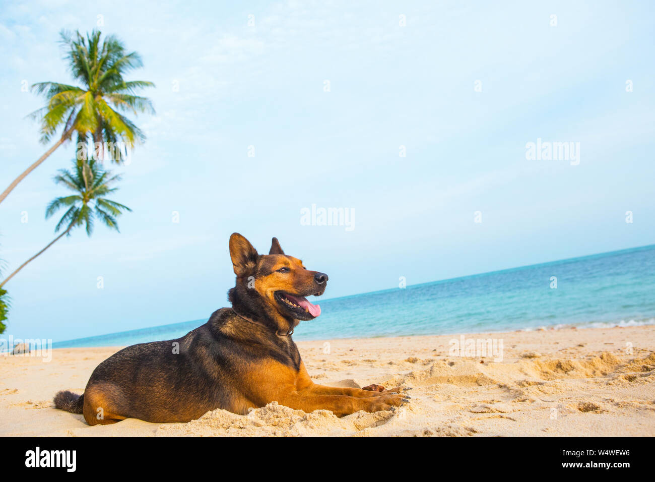 A happy dog relaxing on the beach. Sea and summer concept Stock Photo ...