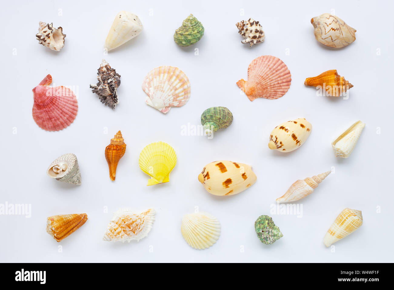 Composition of exotic sea shells on white background Stock Photo - Alamy