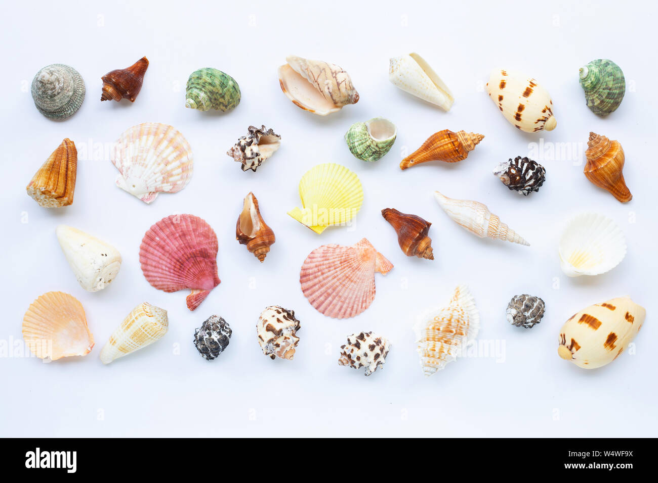 Composition of exotic sea shells on white background Stock Photo - Alamy
