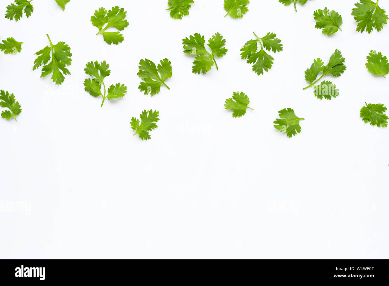 Fresh coriander leaves on white background Stock Photo - Alamy