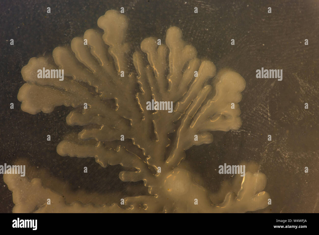 Soil Bacteria On Agar Plate