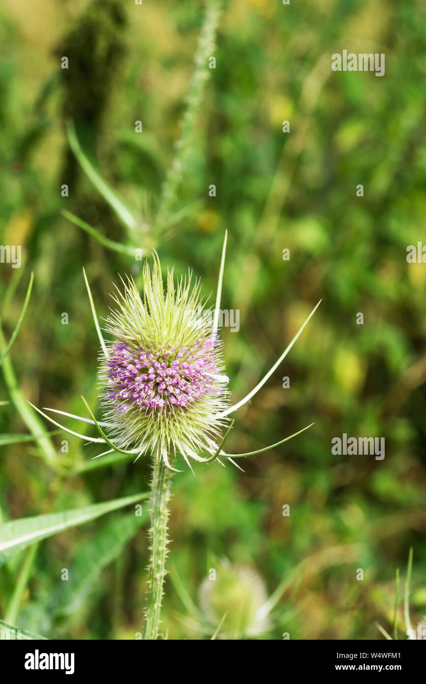 Teasel in flower Stock Photo - Alamy