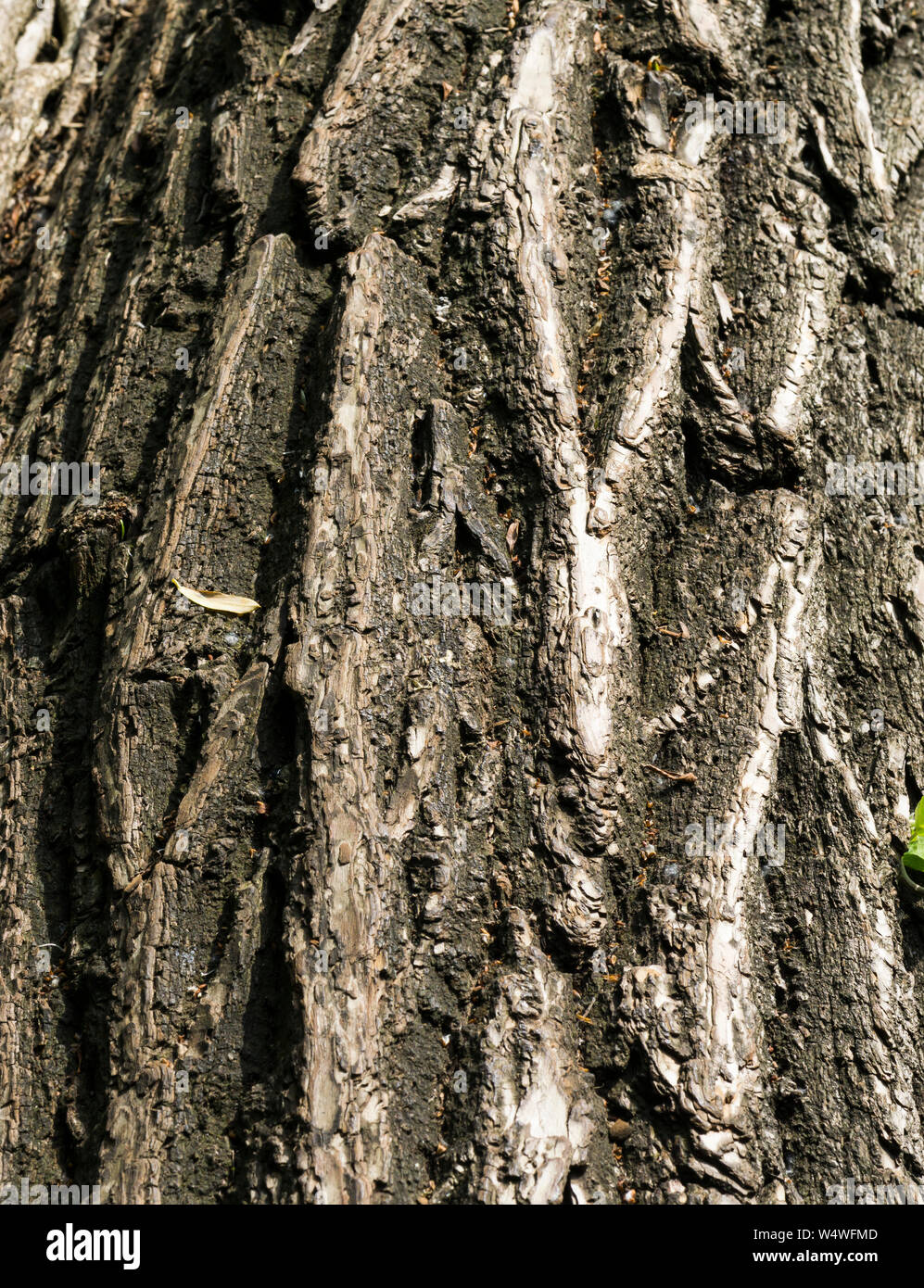 Tree bark pattern Stock Photo - Alamy