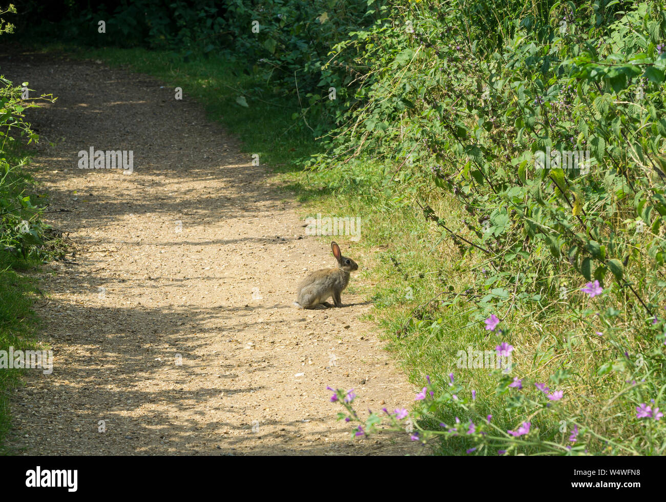 Wild rabbit on footpath hi-res stock photography and images - Alamy