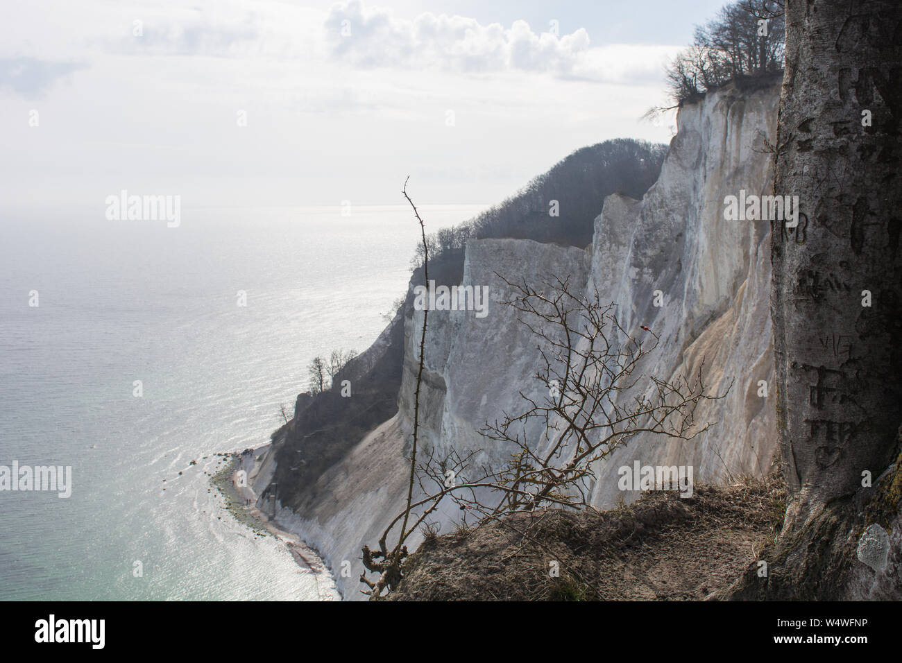 Chalk cliff landscape on Moens Klint in Denmark Stock Photo - Alamy