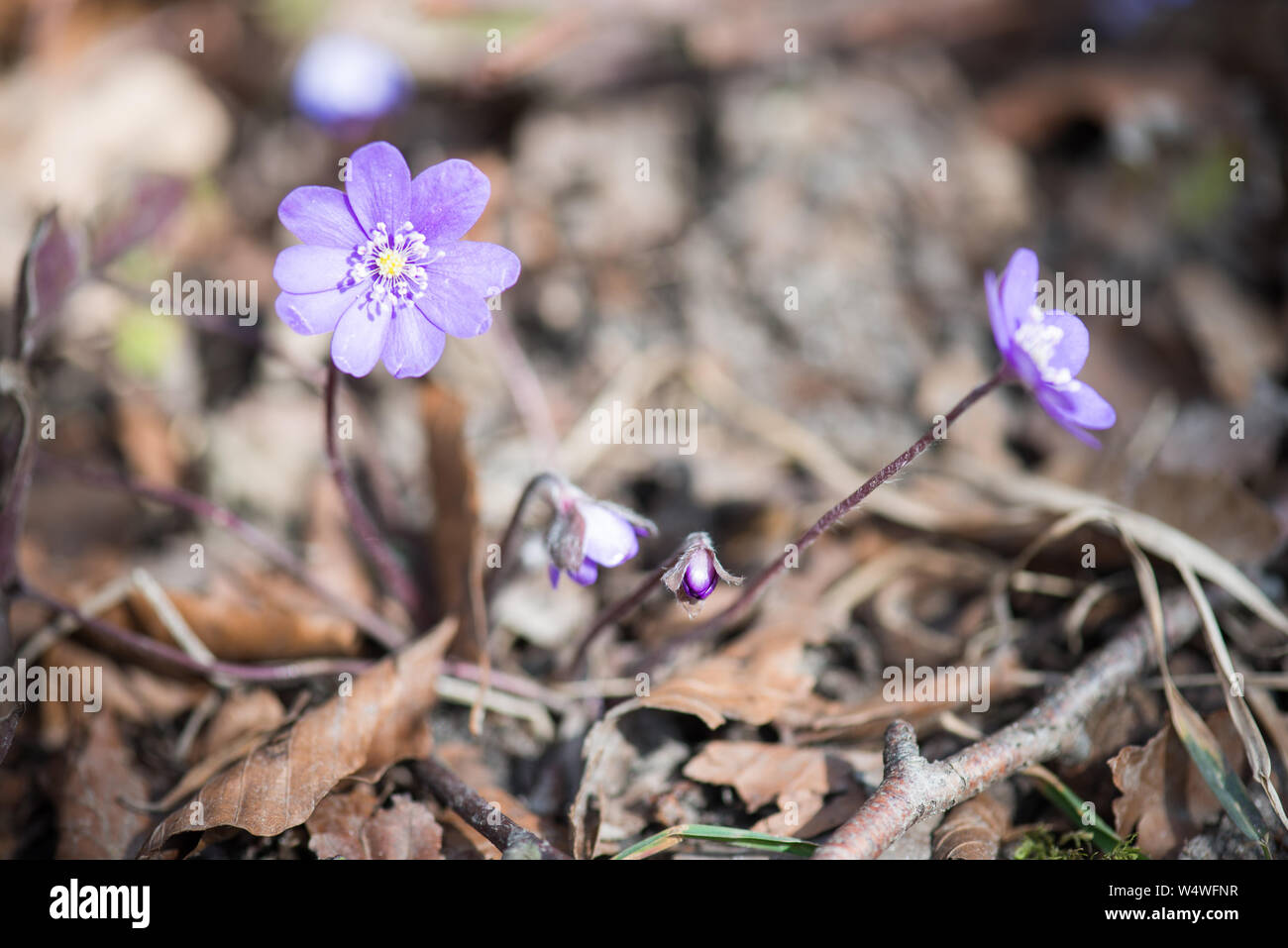 Liverwort, Anemone hepatica flowering in spring in Denmark Stock Photo ...