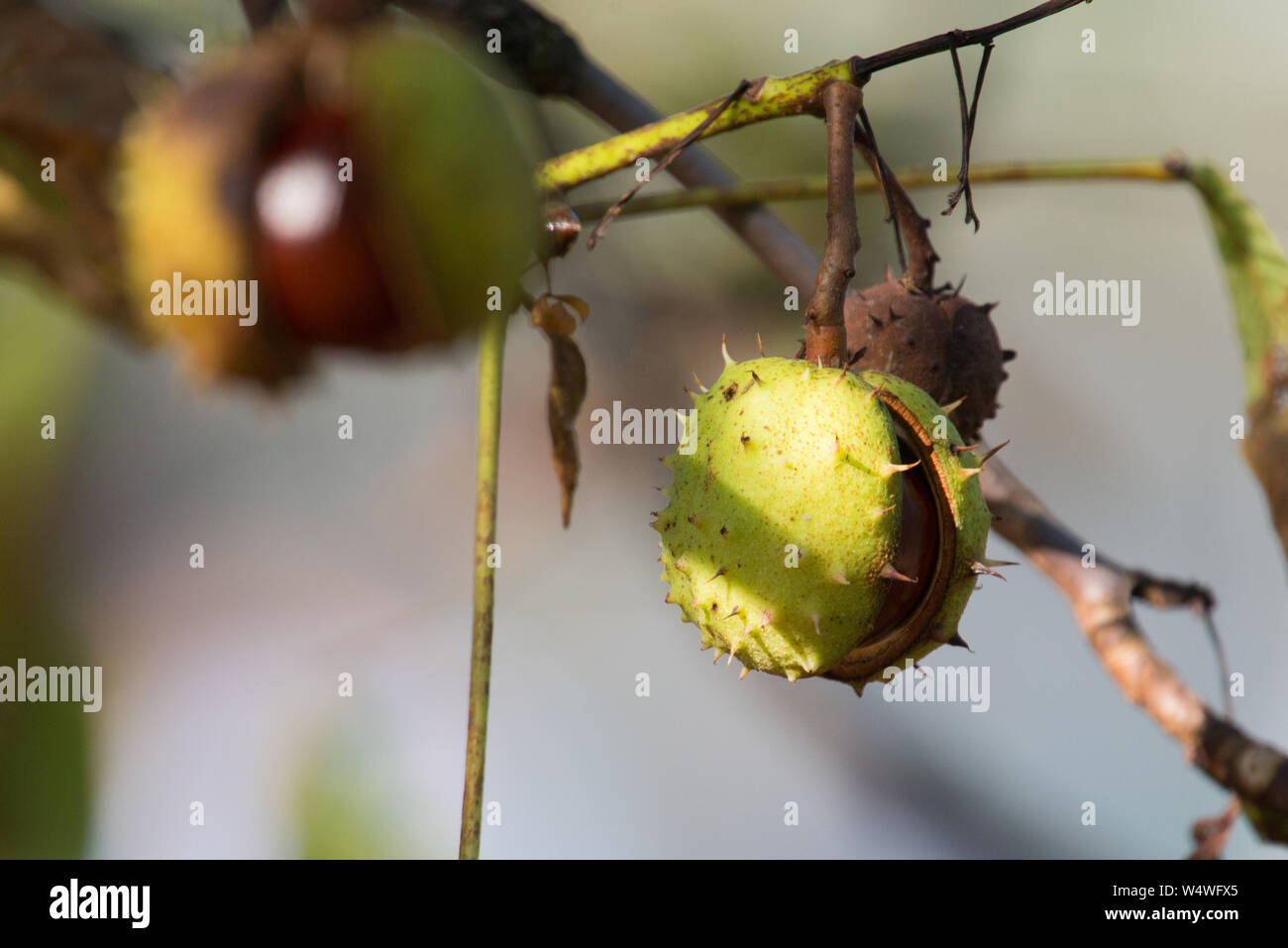 Horse-chestnut, Aesculus hippocastanum in autumn with half open fruits ...