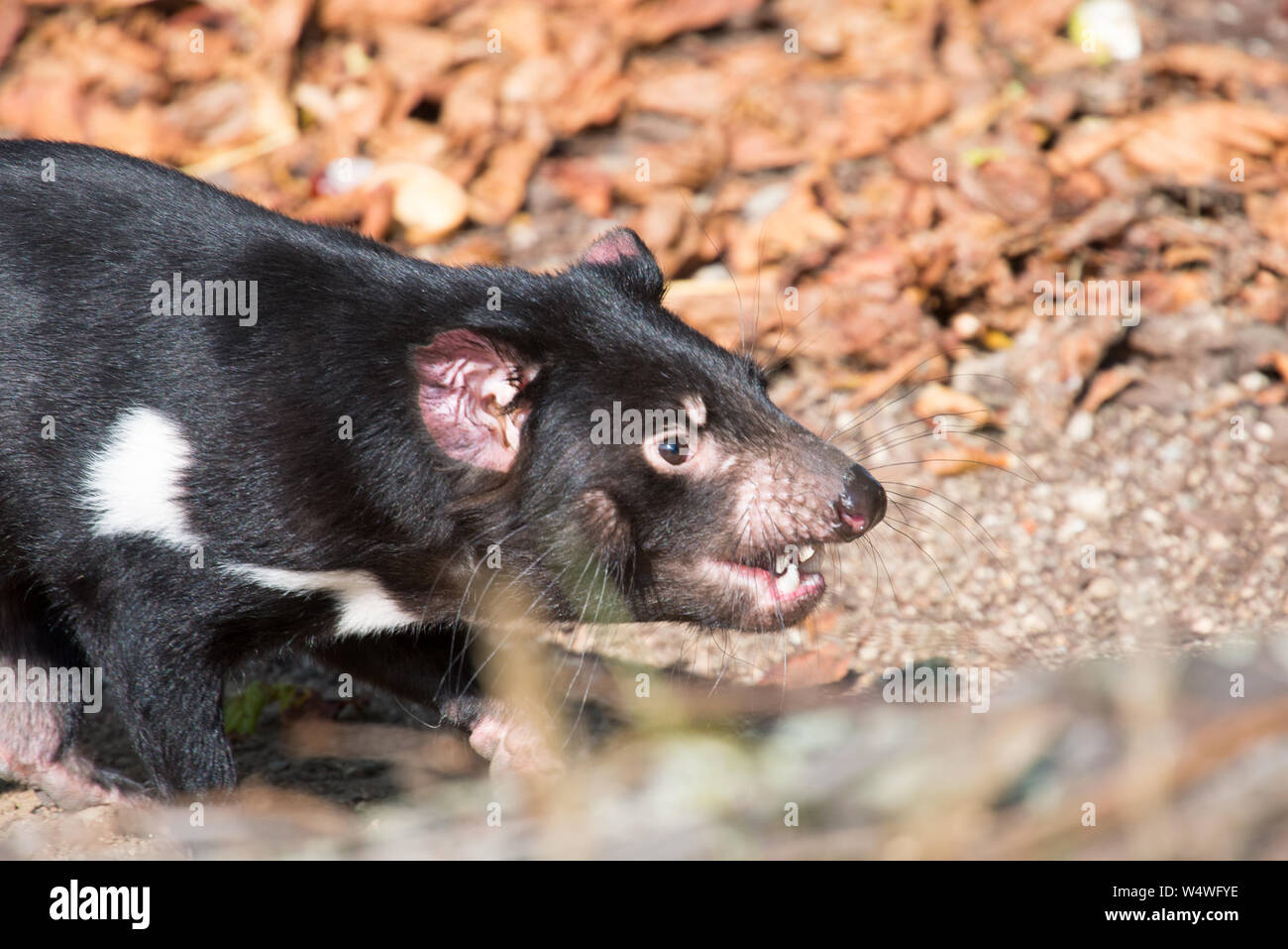 Wild tasmanian devil hi-res stock photography and images - Alamy