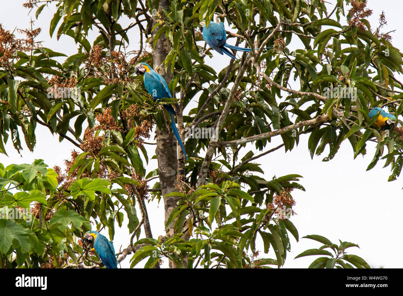 Blue and yellow macaws (Ara ararauna) in Peruvian Amazon Stock Photo ...