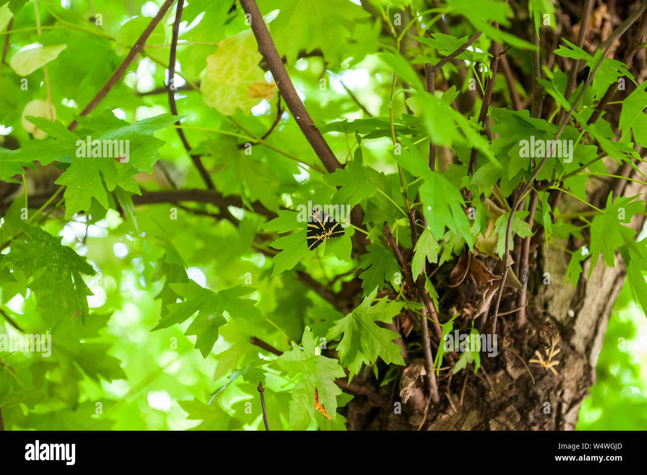 Butterfly valley rhodes hi-res stock photography and images - Alamy