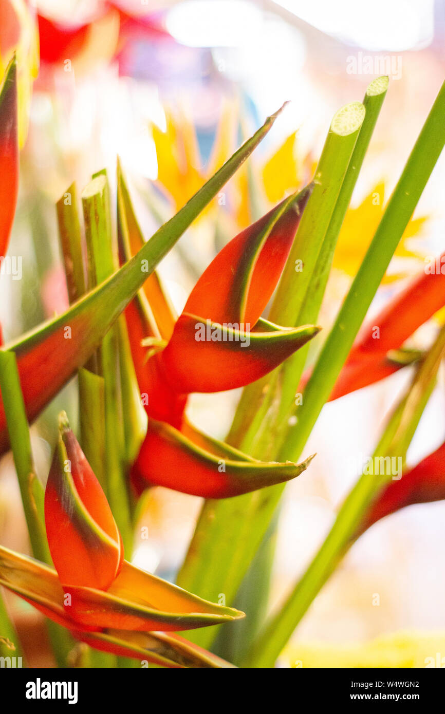 MADEIRA, SUMMER 2019 Stock Photo - Alamy