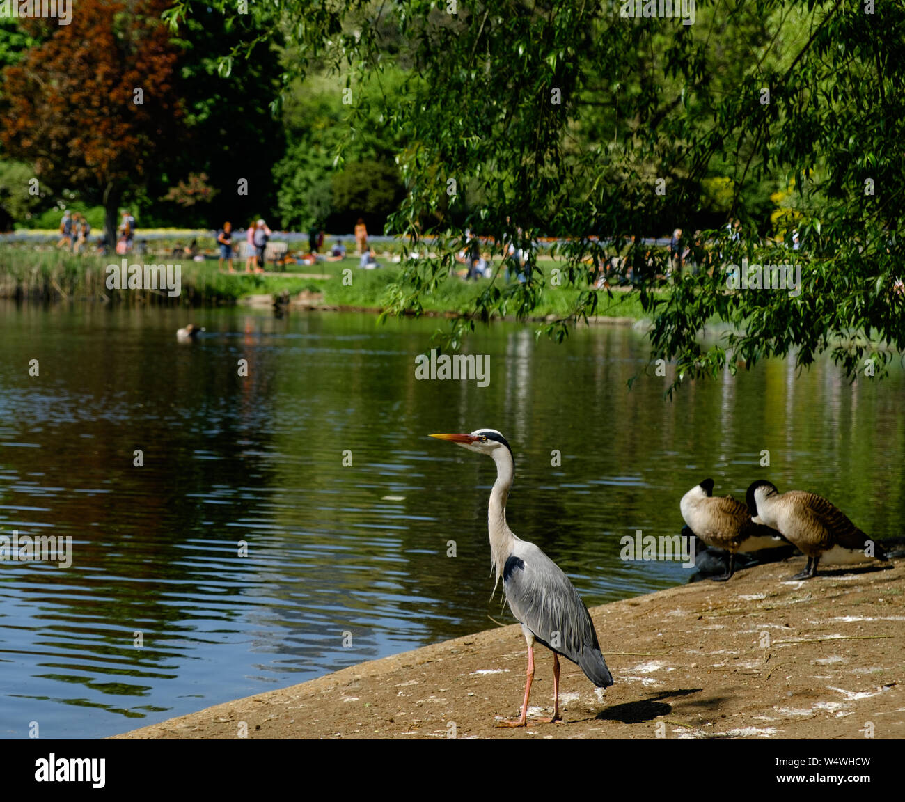 Red legged wading bird hi-res stock photography and images - Alamy