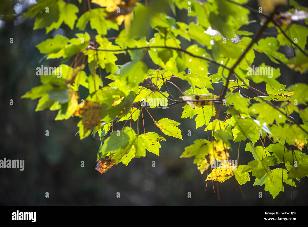 Maple leaves turning hi-res stock photography and images - Alamy