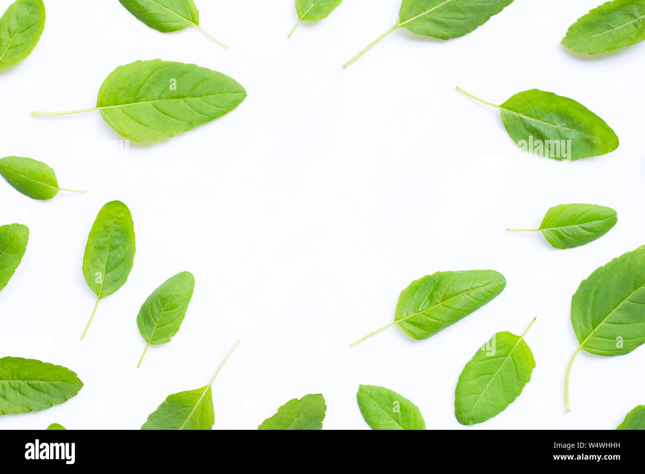 Fresh holy basil leaves on white background. Copy space Stock Photo - Alamy