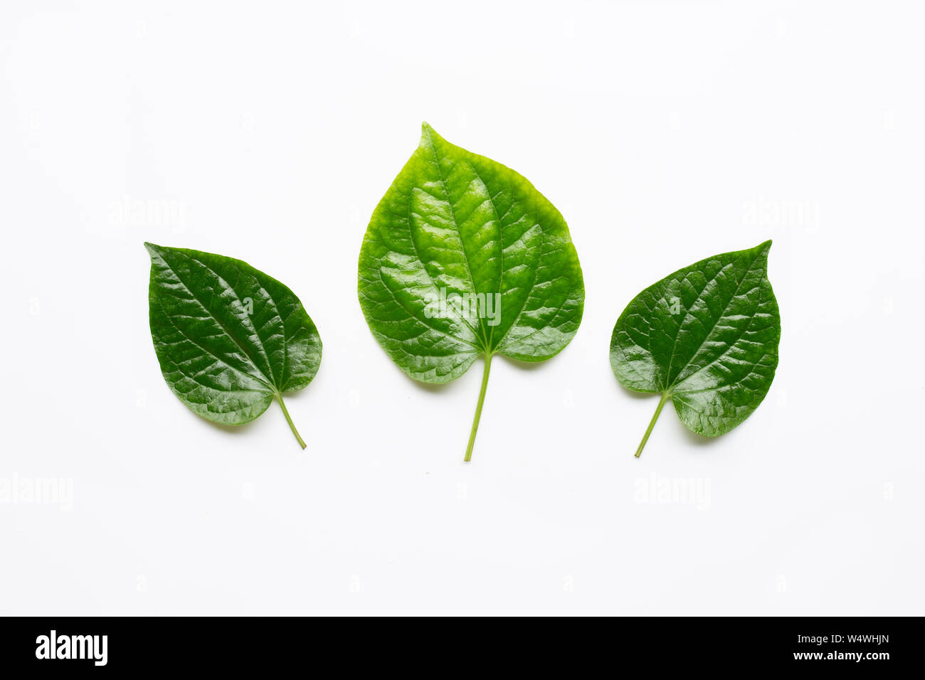 Fresh Wild Betal leaves isolated on white background Stock Photo - Alamy