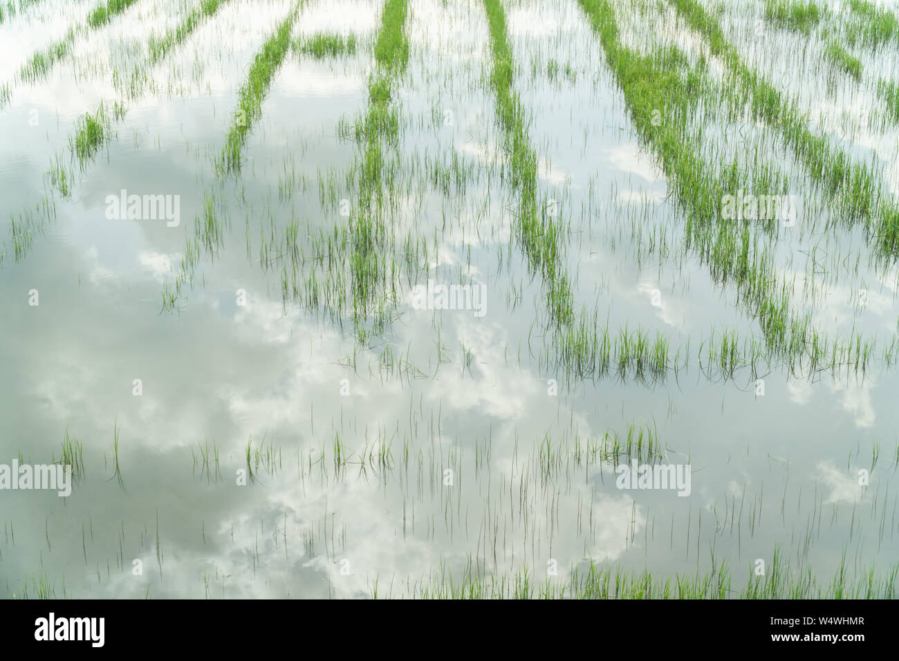 Green grass growing on a swamp area and reflection in water surface ...