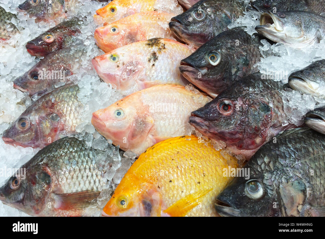Fresh fish on ice shelf at market Stock Photo - Alamy