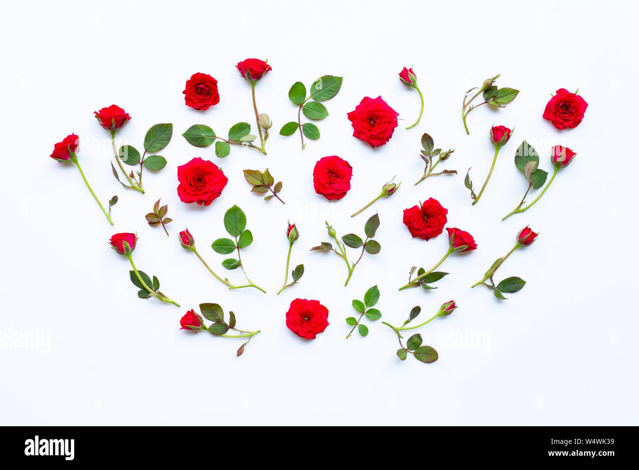 Rose on white background. Top view Stock Photo - Alamy