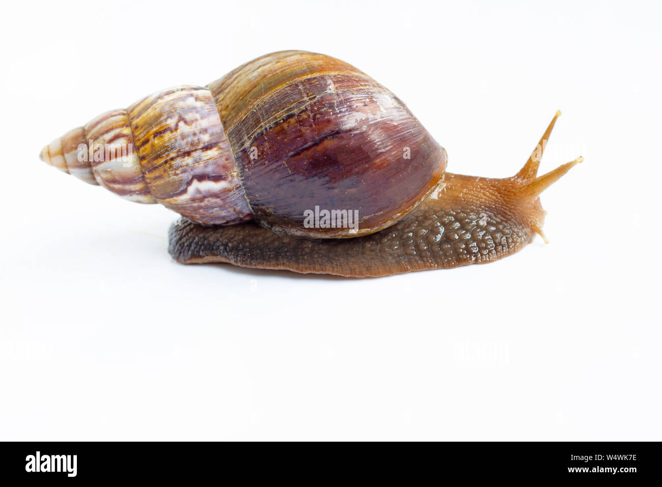 Snail isolated on white background. copy space Stock Photo - Alamy