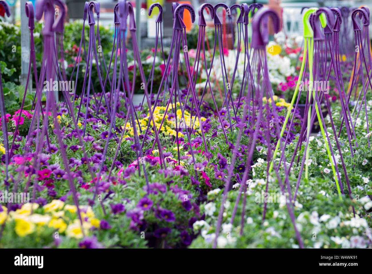 Flowers of spring Stock Photo - Alamy