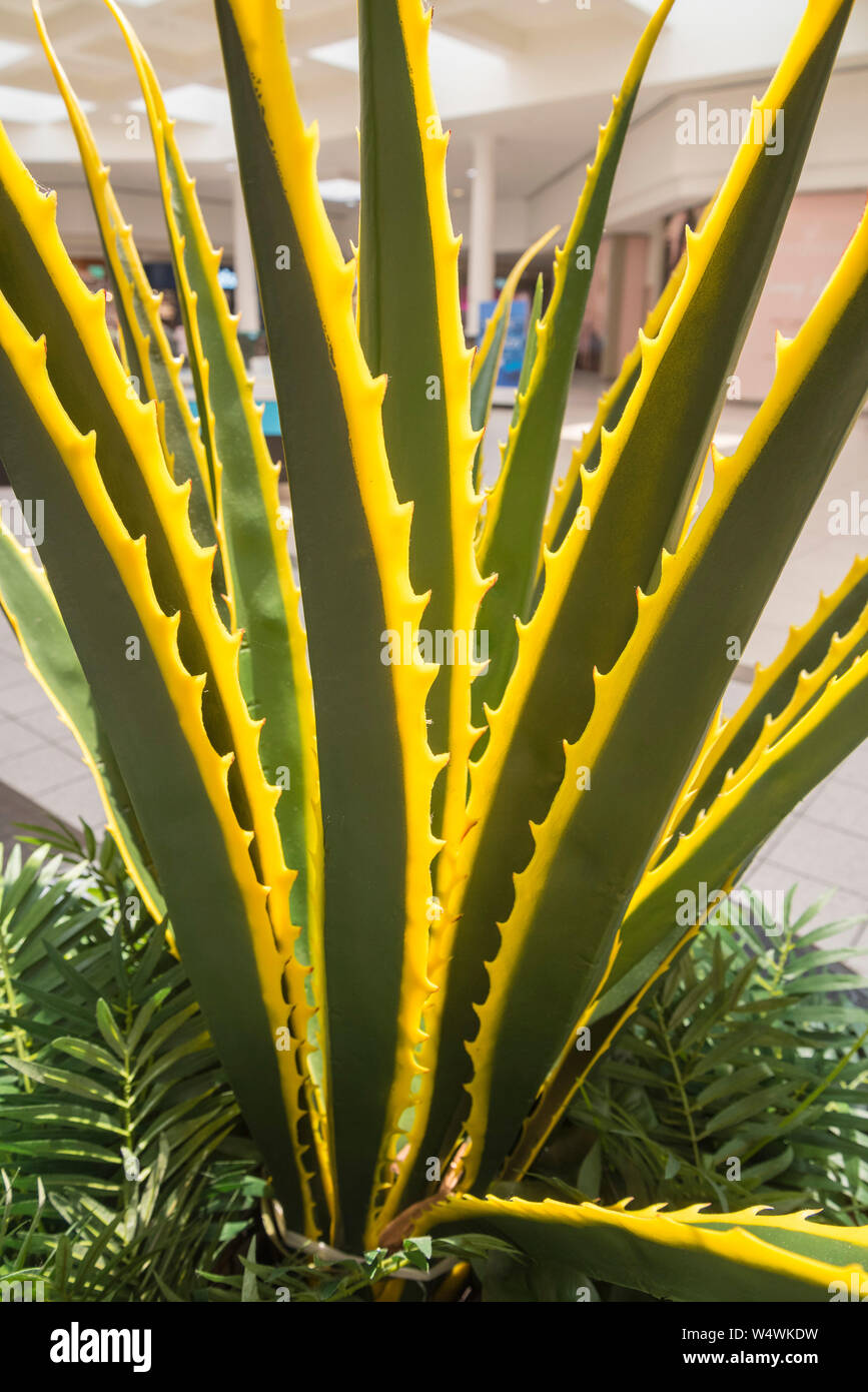 Yellow Saw Plant, Agave Agustifolia Marginata on display in a Florida ...
