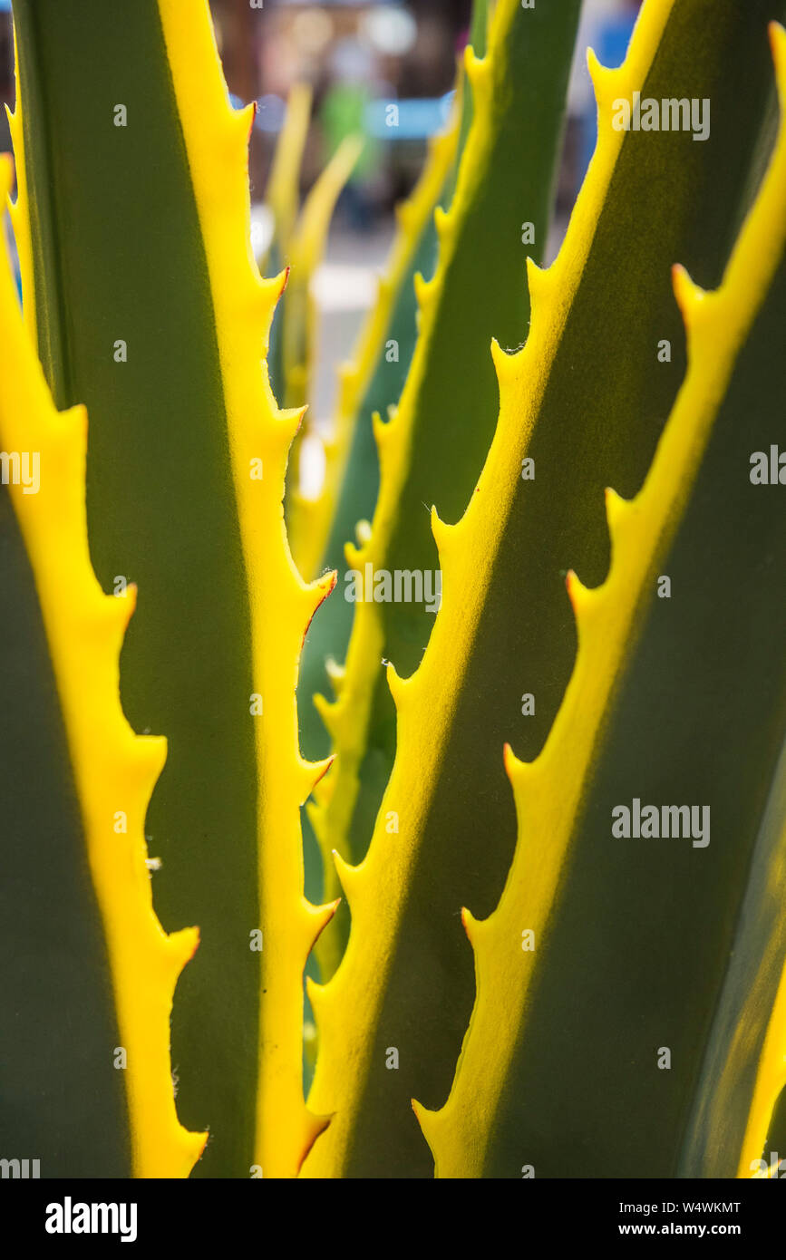 Sharp edges plant hi-res stock photography and images - Alamy
