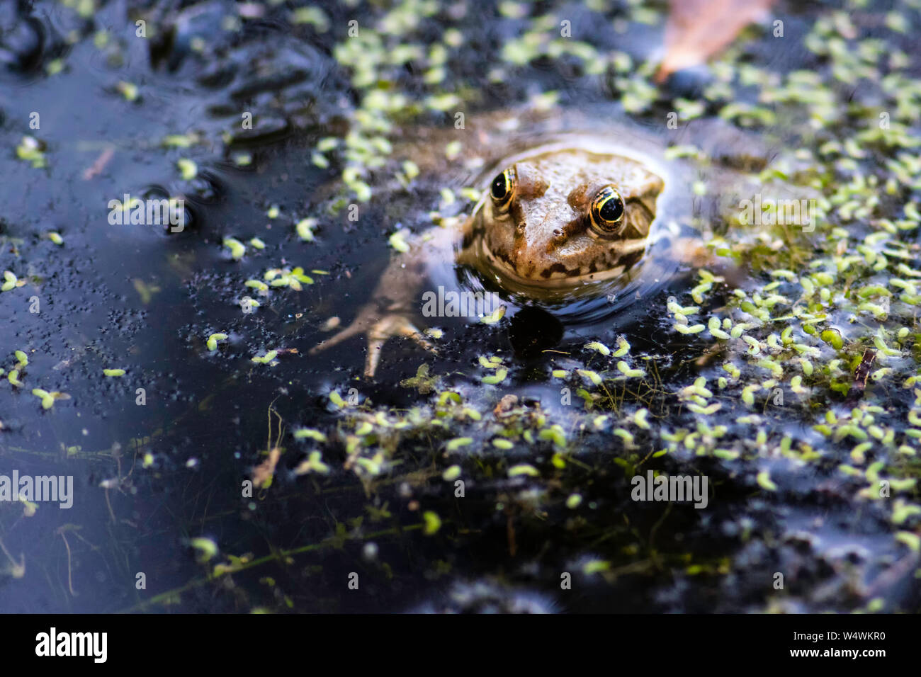 Common milk tree frog hi-res stock photography and images - Alamy