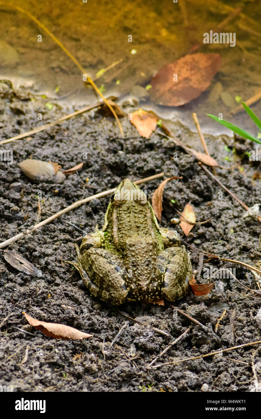 Common frog of Sardinia, present in the ponds in the summer. Its ...