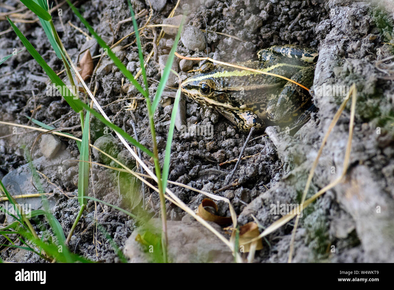 Common frog of Sardinia, present in the ponds in the summer. Its ...
