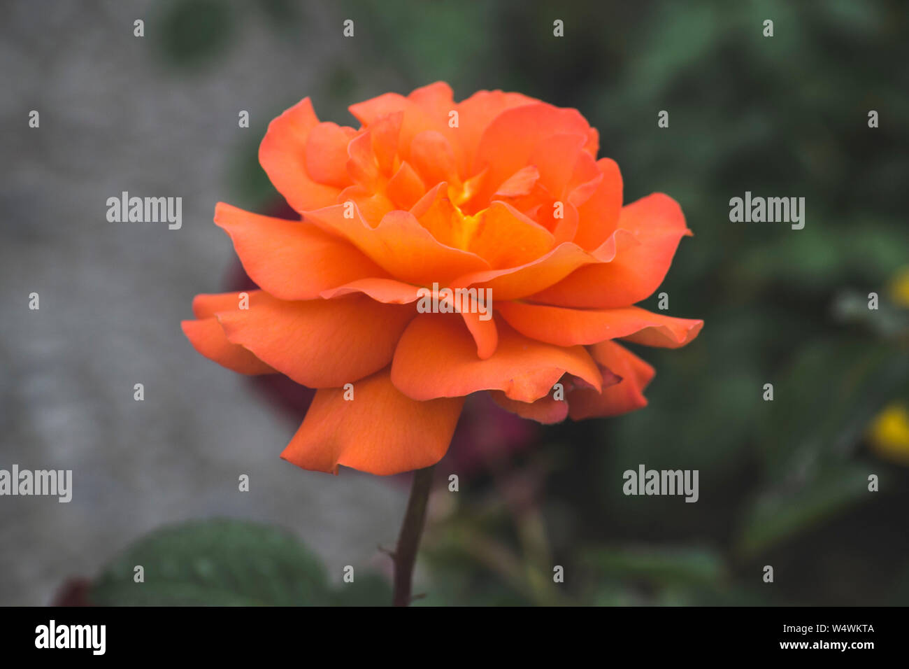 Flowers of spring Stock Photo - Alamy