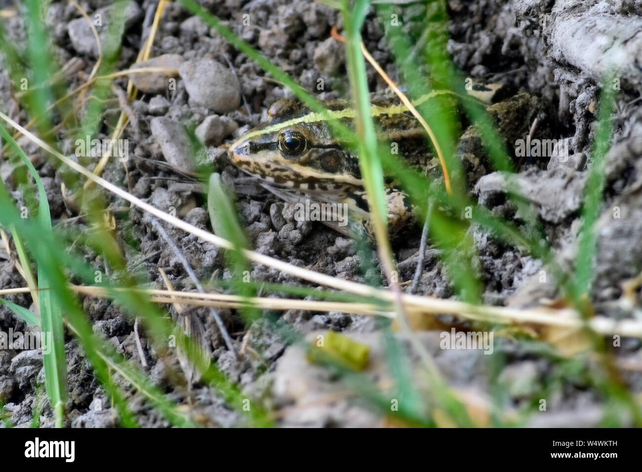 Common frog of Sardinia, present in the ponds in the summer. Its ...