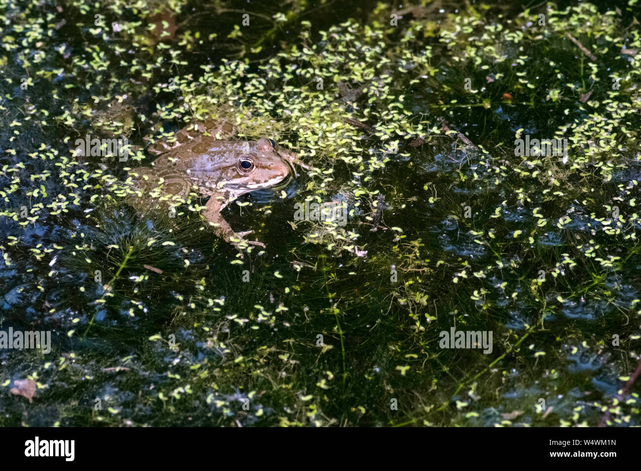 Common Milk Tree Frog High Resolution Stock Photography and Images - Alamy