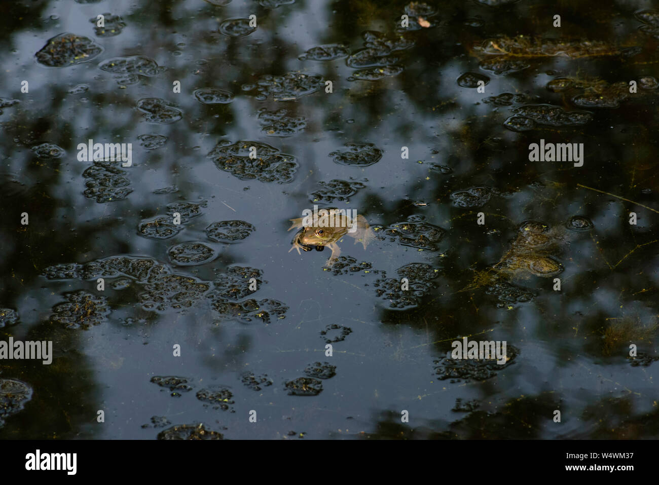 Common frog of Sardinia, present in the ponds in the summer. Its ...