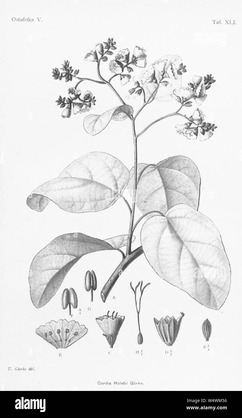 Cordia africana hi-res stock photography and images - Alamy