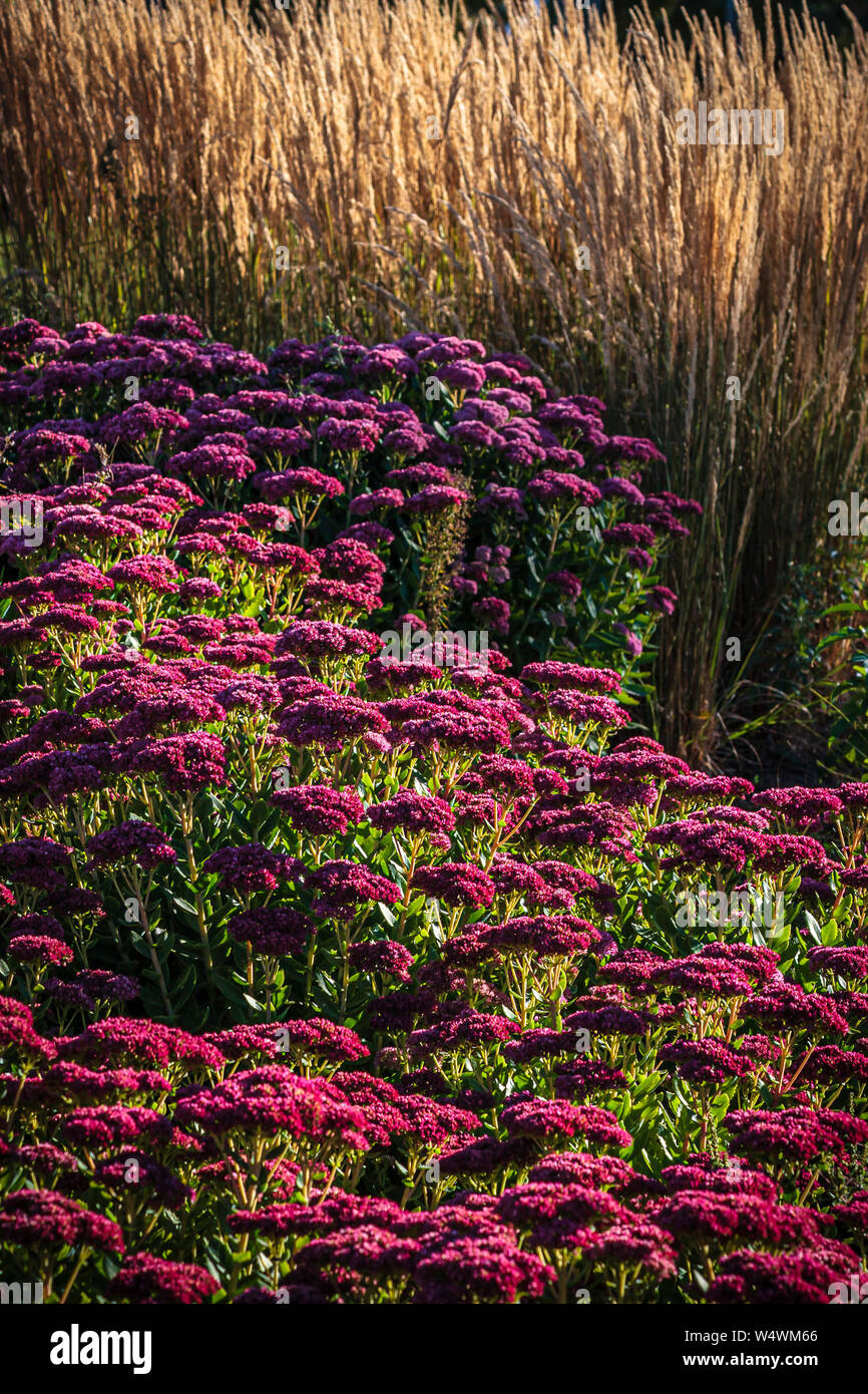 Red flowers of the Apiaceae family with backlighted tall grass in the ...